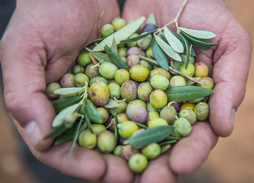 Aldonza | Productos gourmet que despiertan sensaciones