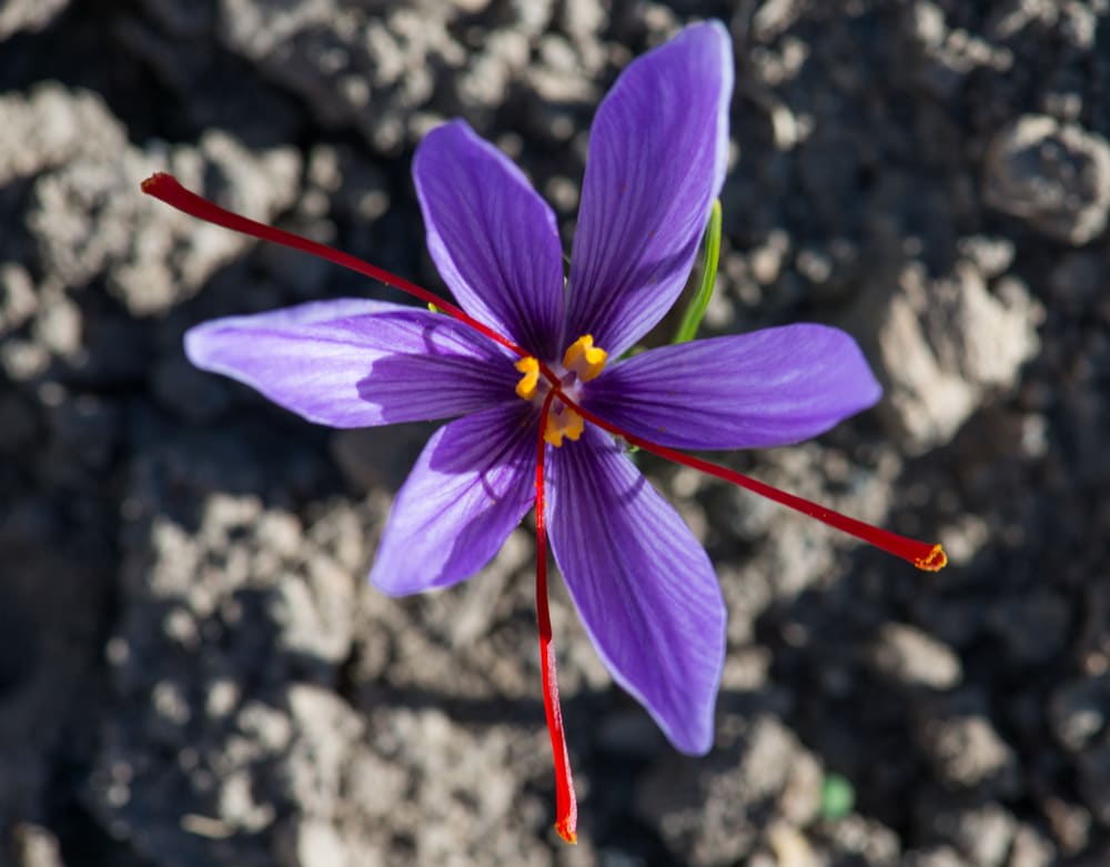 Aldonza | Productos gourmet que despiertan sensaciones